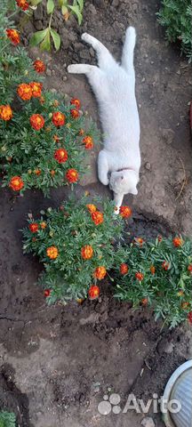 Отдам в добрые руки