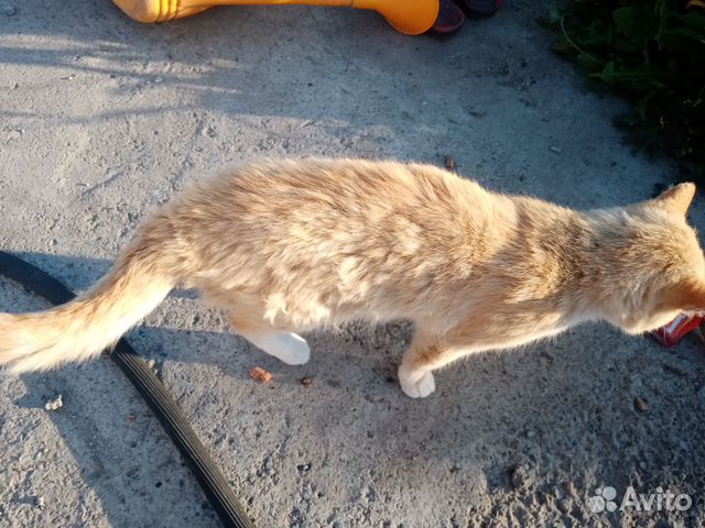 Отдам даром кота, бездомного