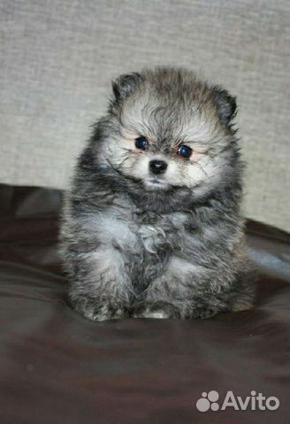Шикарный Мальчик Пом шпица