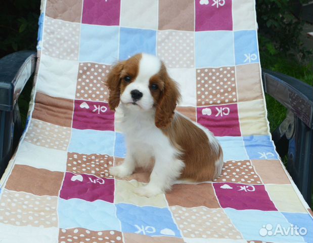 Кавалер Кинг Чарльз Спаниель. Мальчик рыже-белый