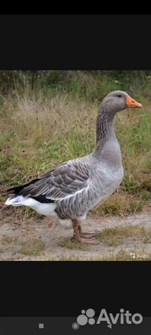 Гуси крупные серые