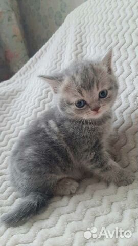 Шотландская девочка