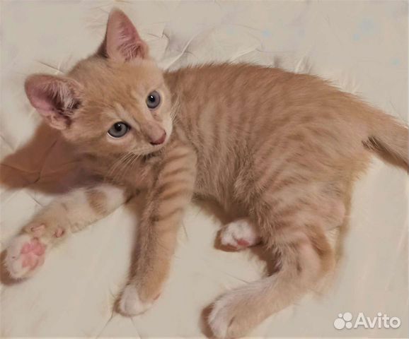 Купить счастье в дом