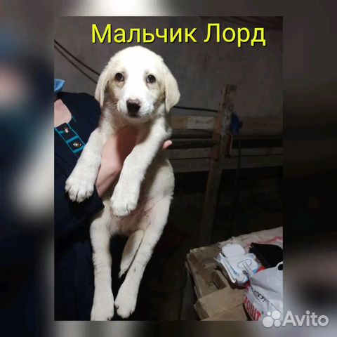 Ищем семью щенку