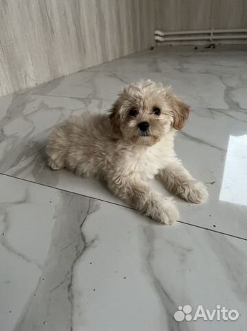 Мальтипу Ф1 мальчик стандарт Бежево карамельный