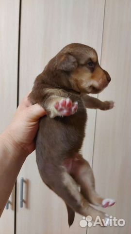 Мальчик в добрые руки