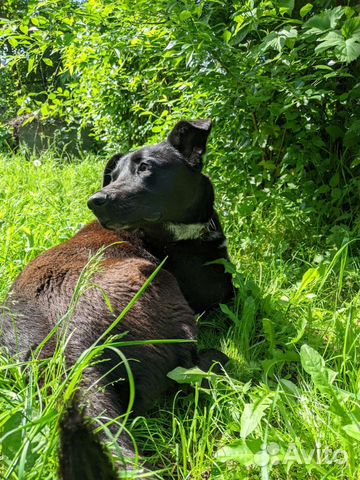 Щенок (немецкая овчарка + лабрадор) бесплатно