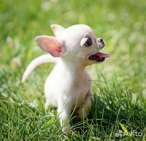 Мини Куколка