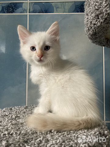 Котята