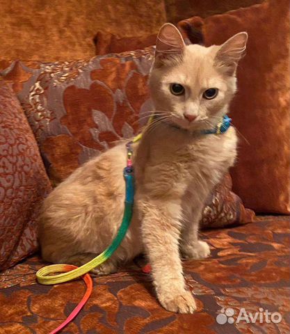 Котик Жорик очень нуждается в доме