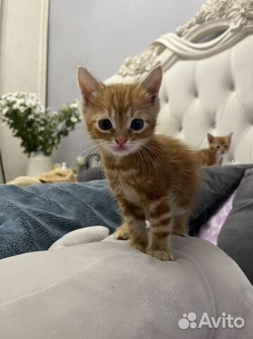 Котята