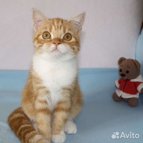 Шотландские котята. Девочки скоттиш страйт