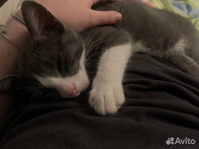 Котенок в добрые руки