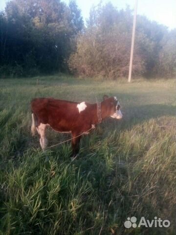 Телочка 5 месяцев