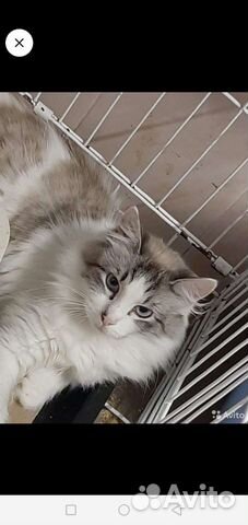 Котик в добрые руки