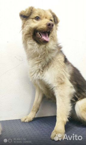 Собака девочка, Ванюша ищет дом