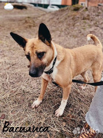 Шикарная собака скорее хочет домой