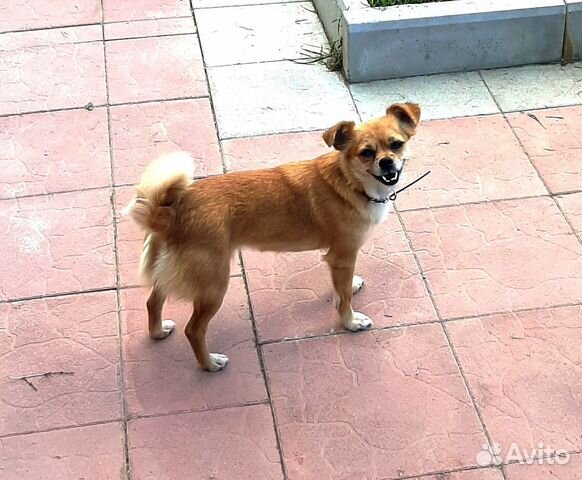 Ищет лучший дом мелкая собачка Таша