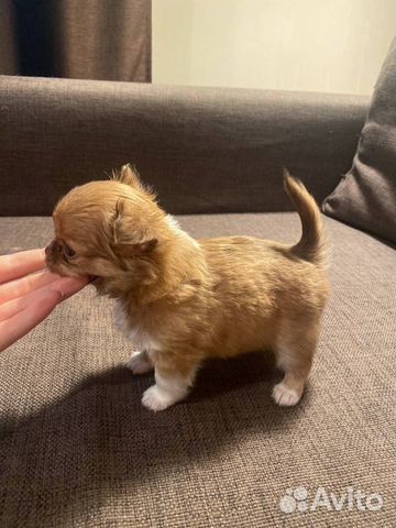 Мальчик чихуахуа длинношерстный