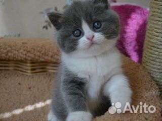 Вислоухие и прямоухие котята биколор