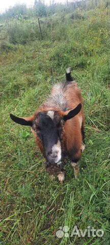Продам козла и козу