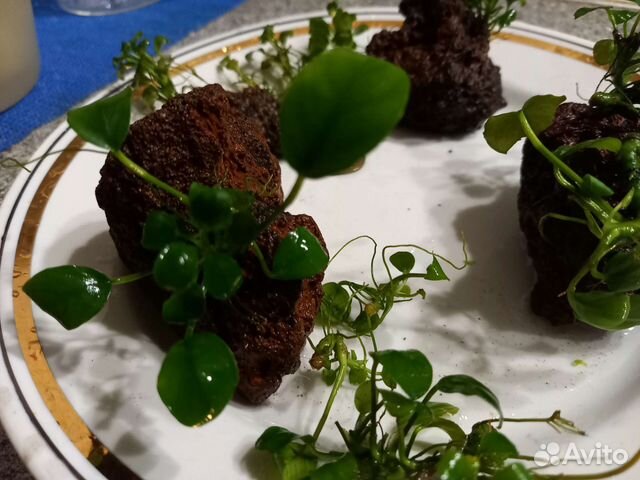 Анубиасы на рыбок. Живородку, кроме гуппи