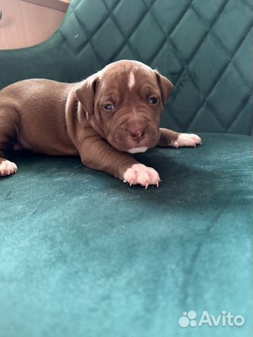 Щенки питбуля шоколадные