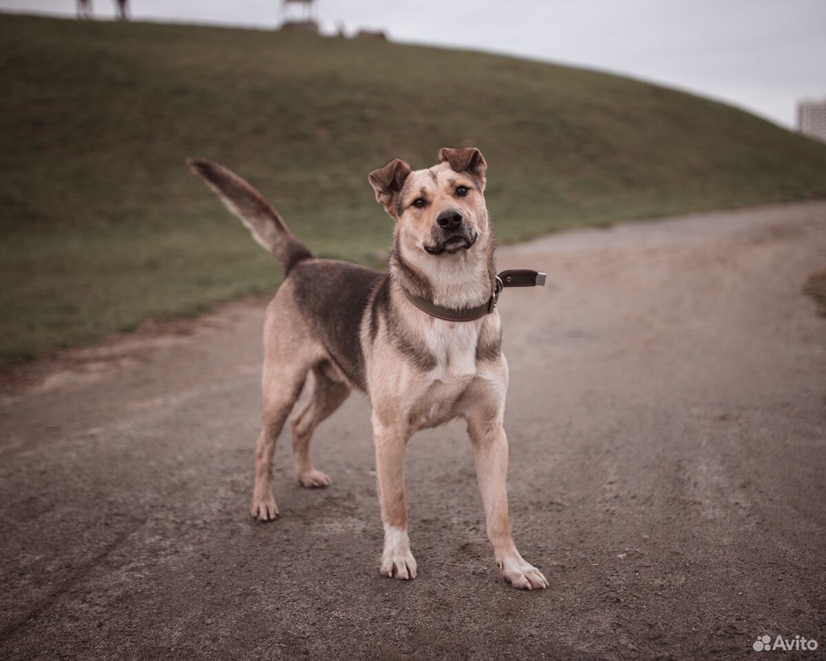 Сторожевой пёс