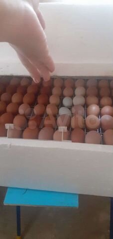 Ия Шершетка, Маран, Араукана,Гамбурская,Виадонт,Ки