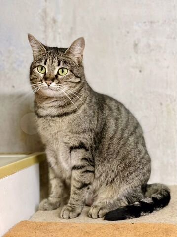 Кошка Тайра в добрые руки