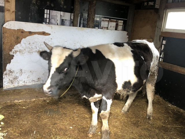 Корова бараны