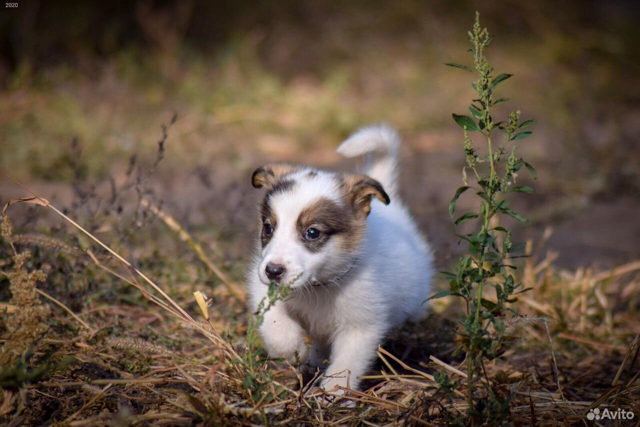 Щенок мальчик Хася