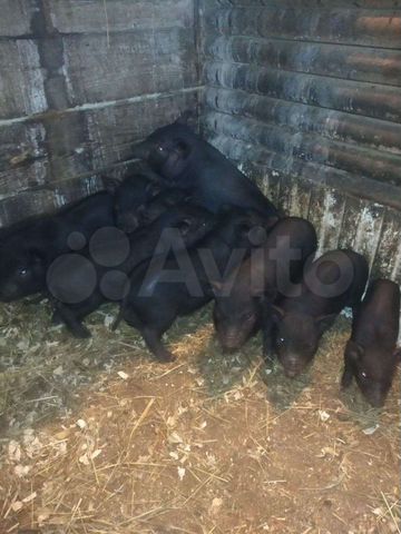 Вьетнамск вислобрюхий поросенок