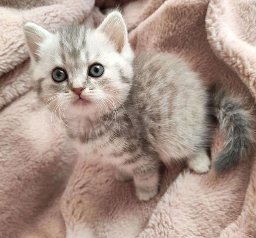 Шотландские котята