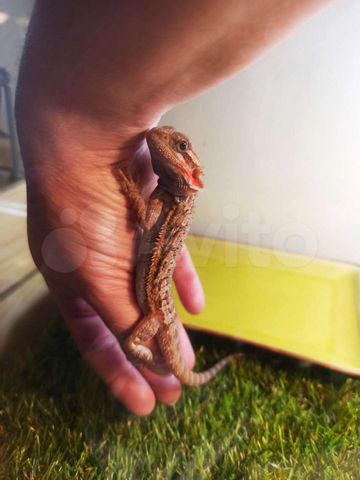 Бородатая агама