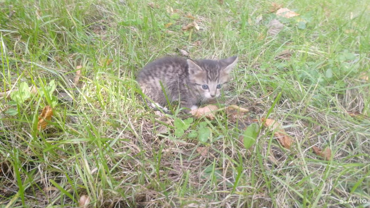 Котёнок (девочка)