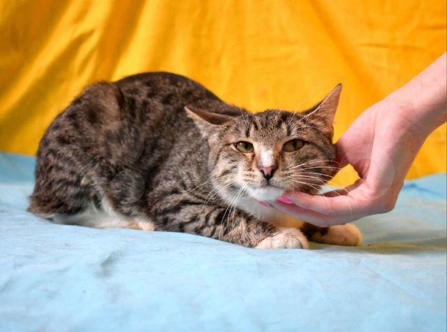 Платоша в поисках дома, котику 10 месяцев