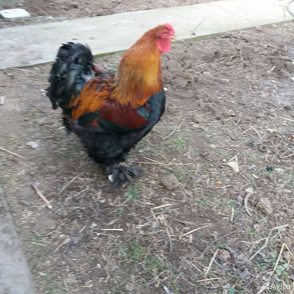 Куропатчатая брама