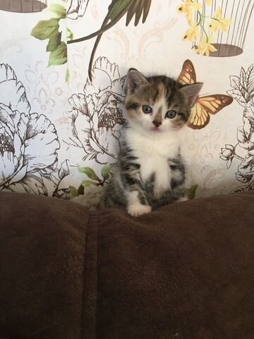 Домашние животные