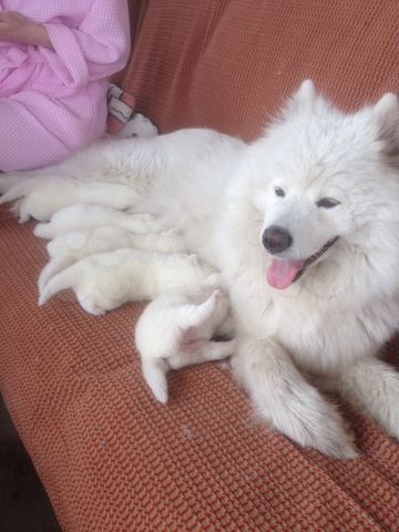 Продам щенков Самоедской Лайки