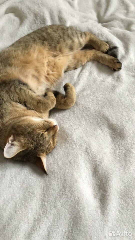 Кошка