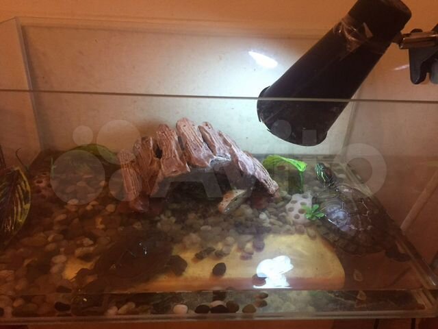 Две красноухие черепахи с аквариумом