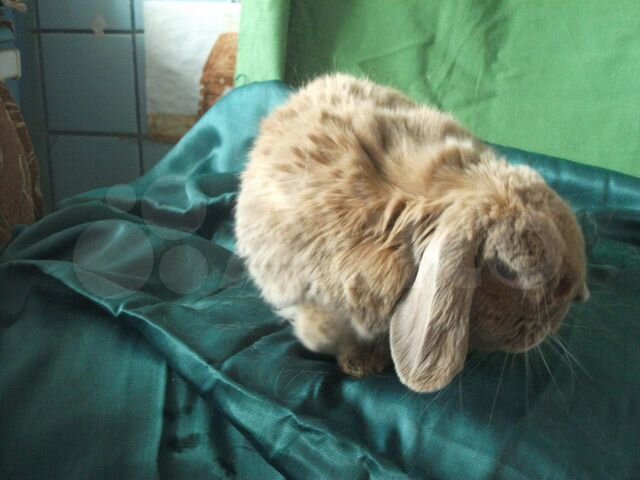 Отдам в добрые руки