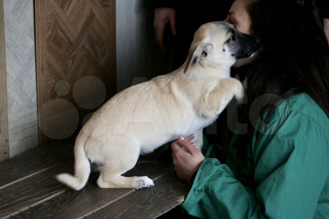 Самый контактный и общительный щенок