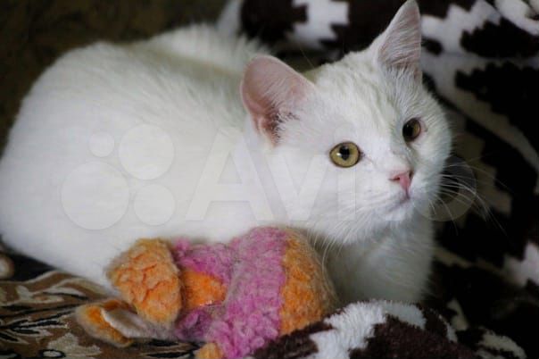 Котик Ваня ищет дом