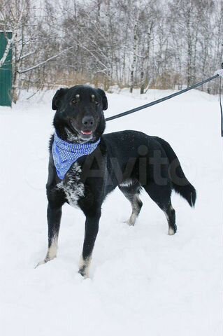 Огромный пёс из приюта