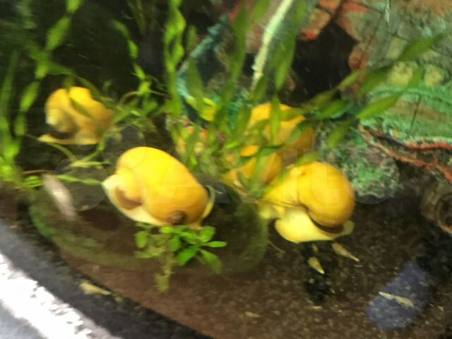 Улитки ампулярии (крупные) 3-5 см