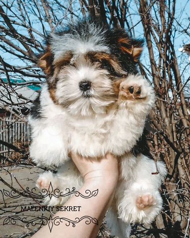 Замечательный малыш Бивер Йорк