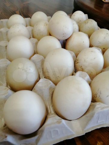 Инкубационное утинное яйцо