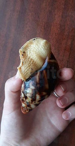 Улитка Архахатина эгрегия